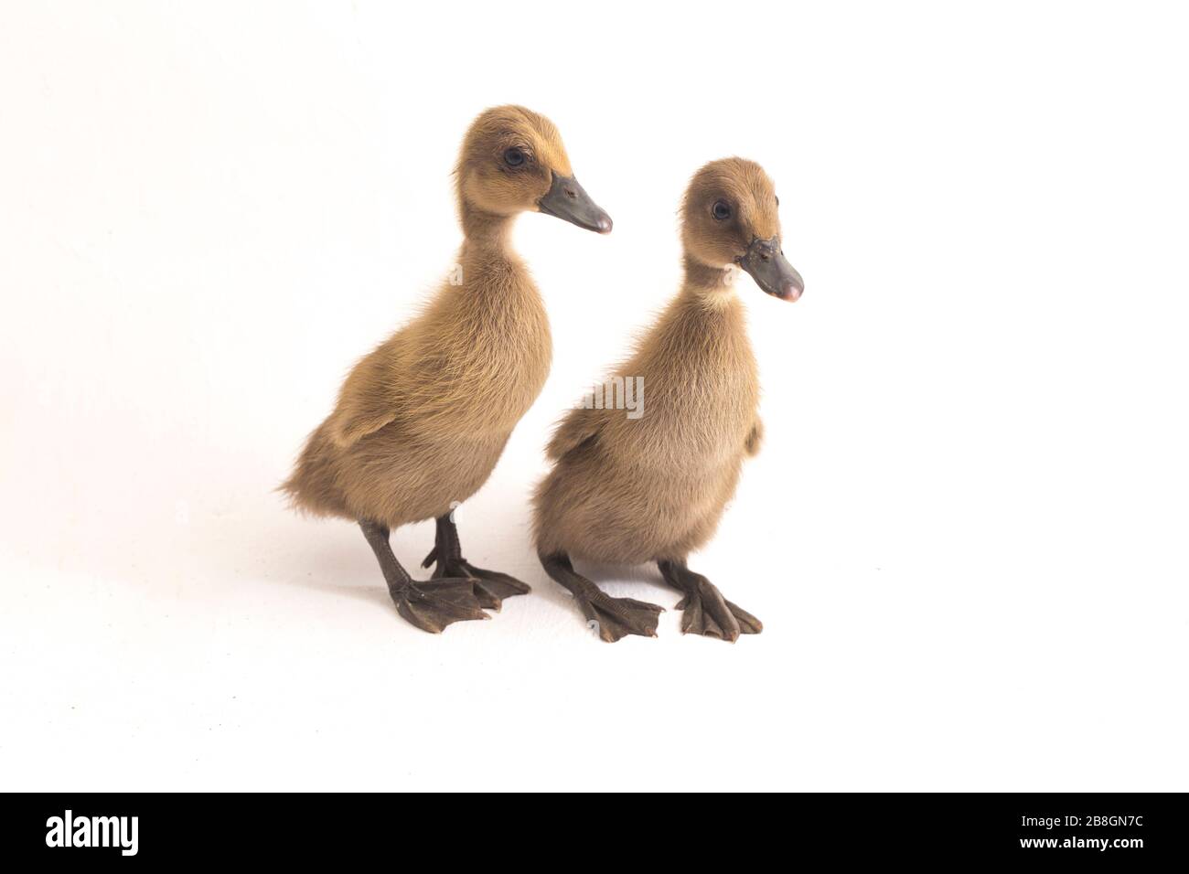 Two ducklings ( indian runner duck) isolated on a white background ...