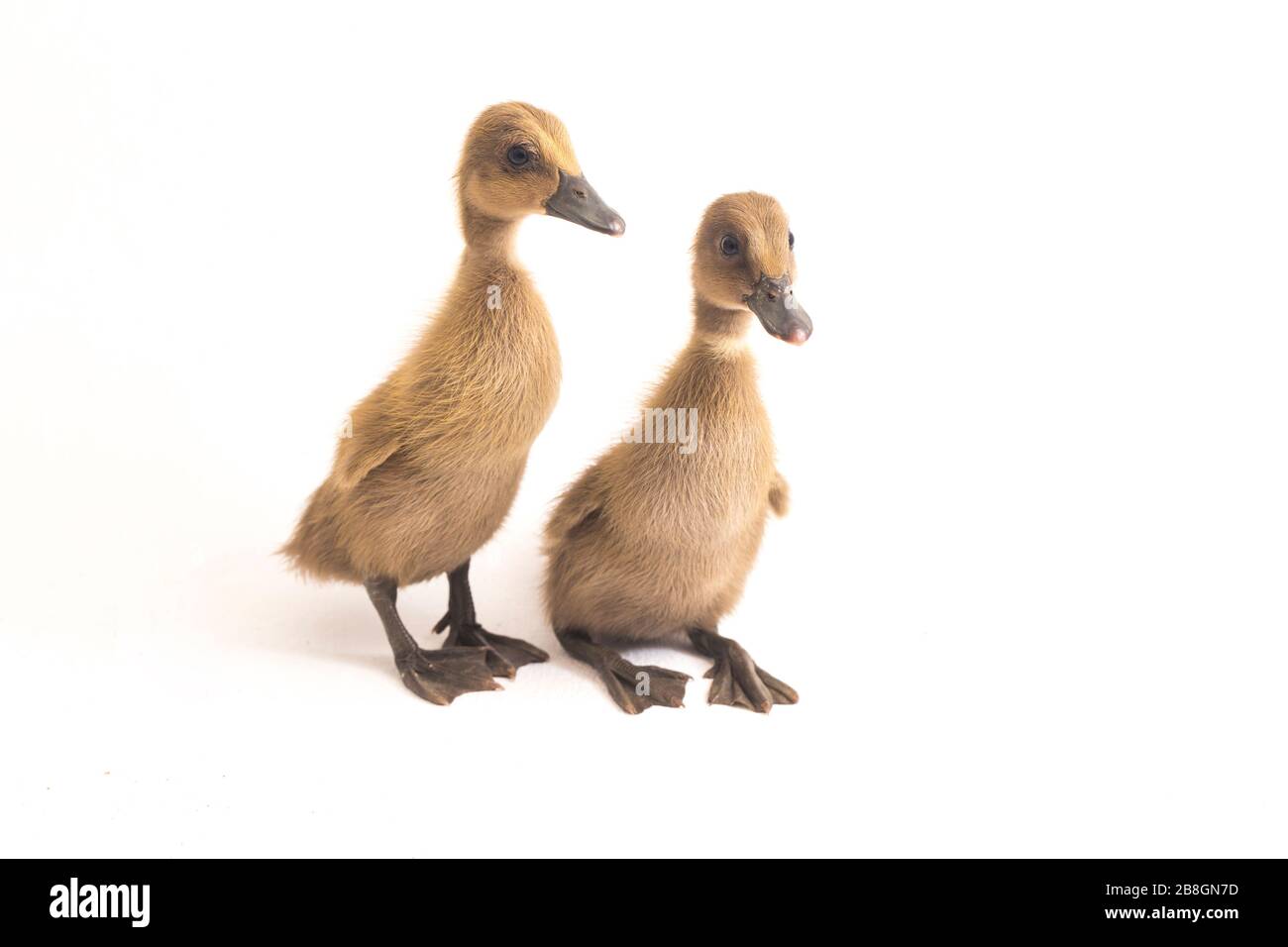 Two ducklings ( indian runner duck) isolated on a white background ...