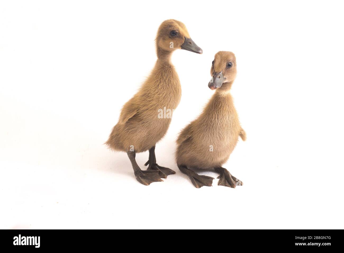 Two ducklings ( indian runner duck) isolated on a white background ...