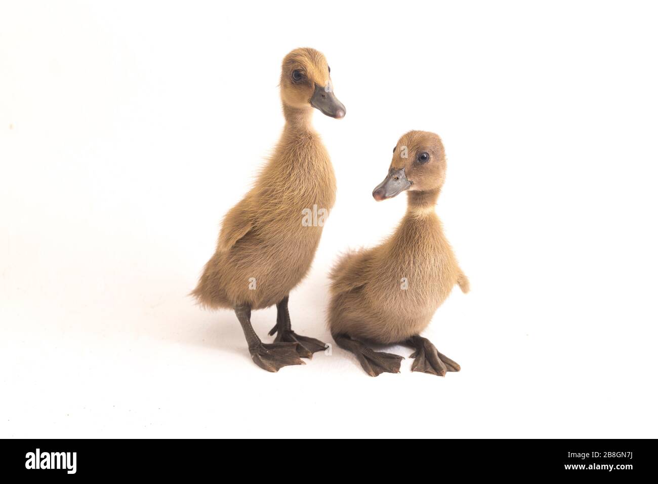 Two ducklings ( indian runner duck) isolated on a white background ...