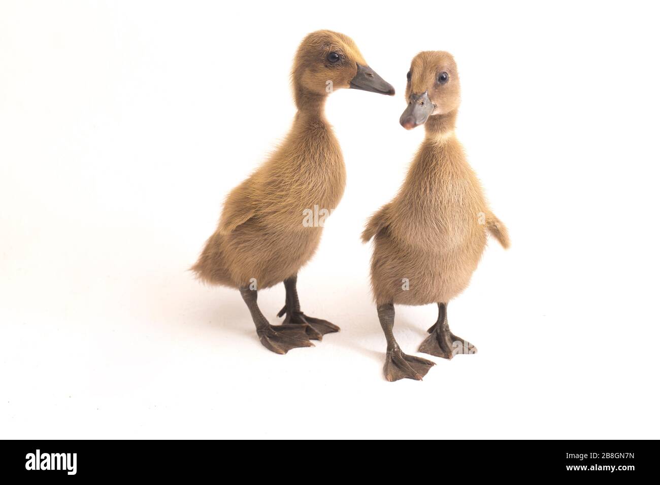 Two ducklings ( indian runner duck) isolated on a white background ...