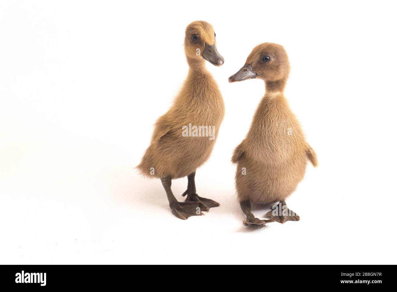 Two ducklings ( indian runner duck) isolated on a white background ...