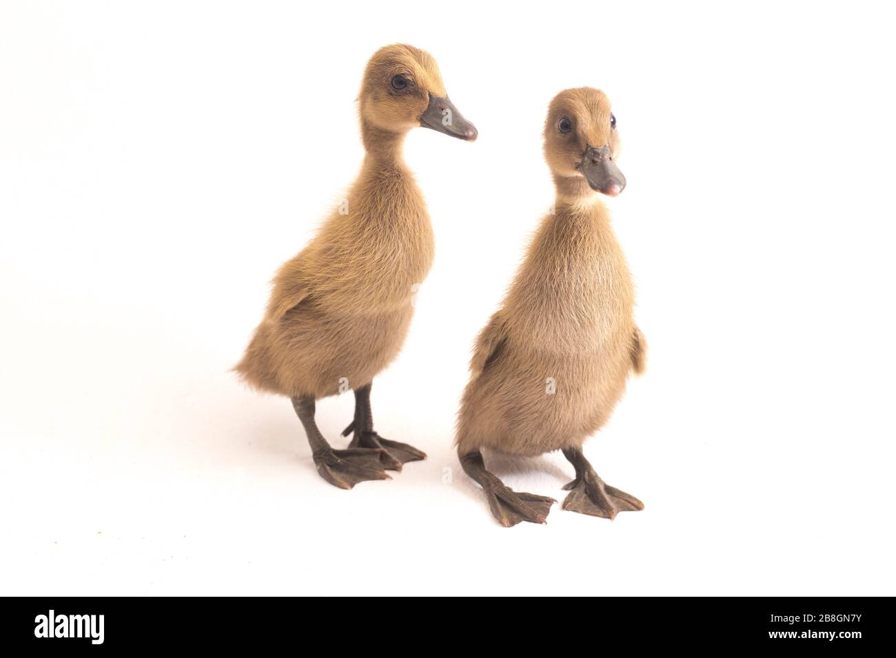 Two ducklings ( indian runner duck) isolated on a white background ...
