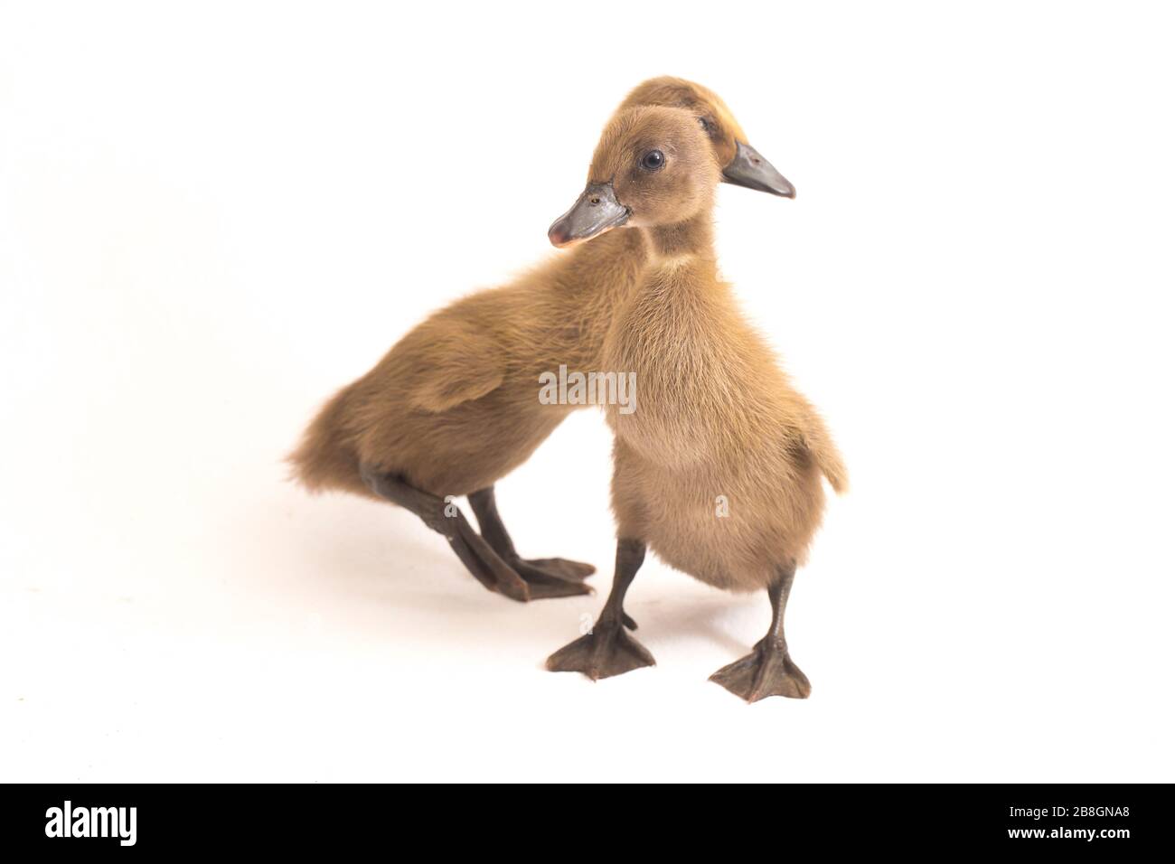 Two little ducks Cut Out Stock Images & Pictures - Alamy