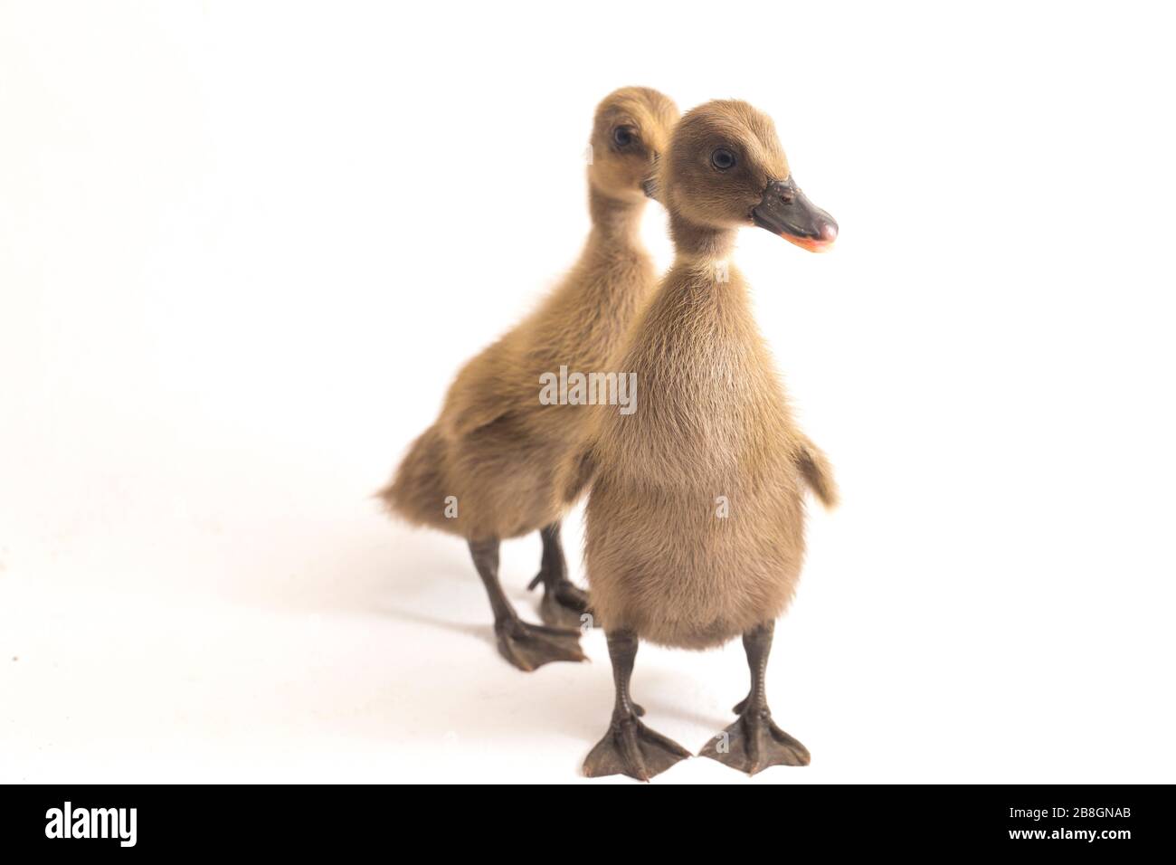 Two ducklings ( indian runner duck) isolated on a white background ...