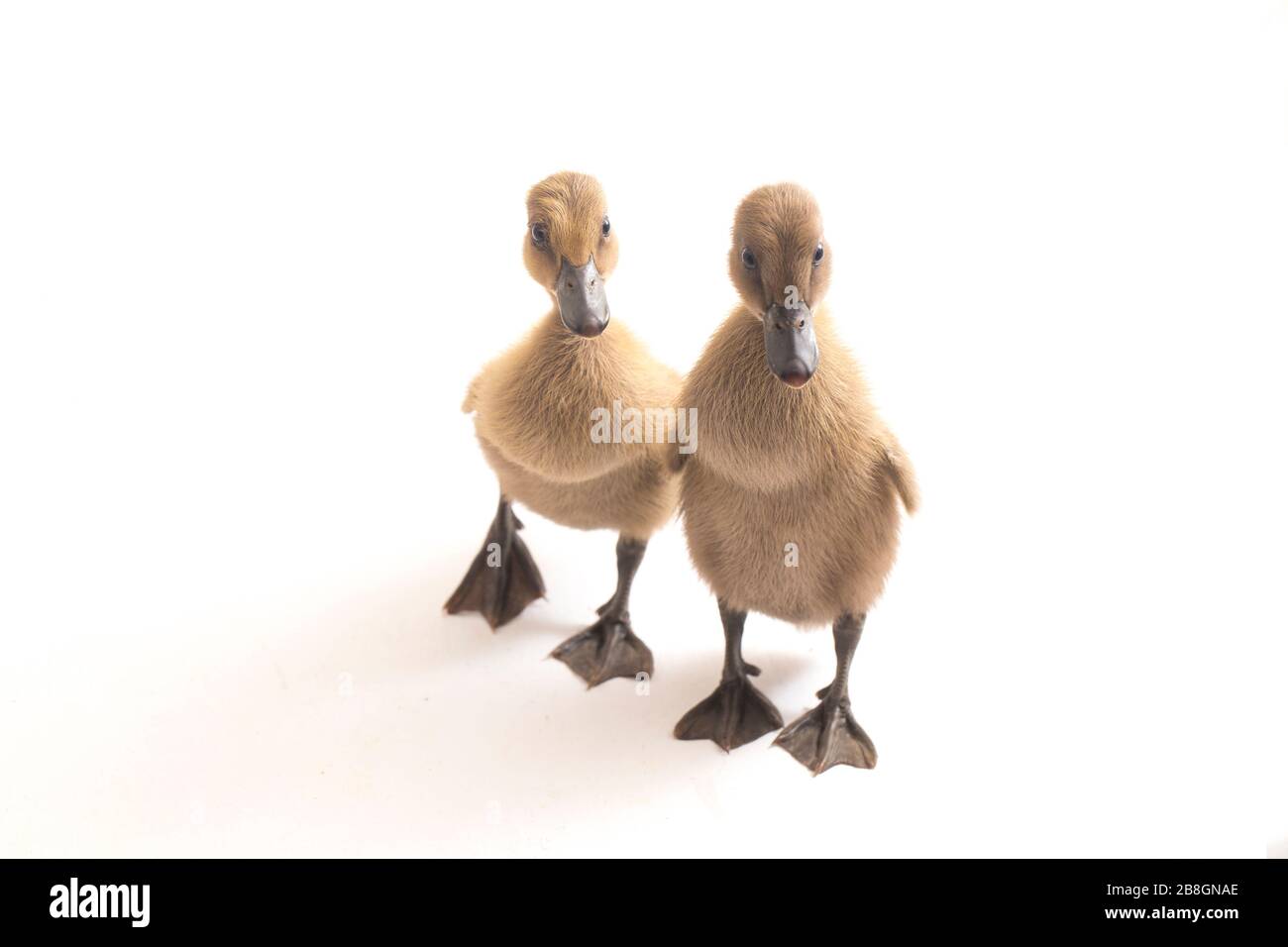 Two ducklings ( indian runner duck) isolated on a white background ...