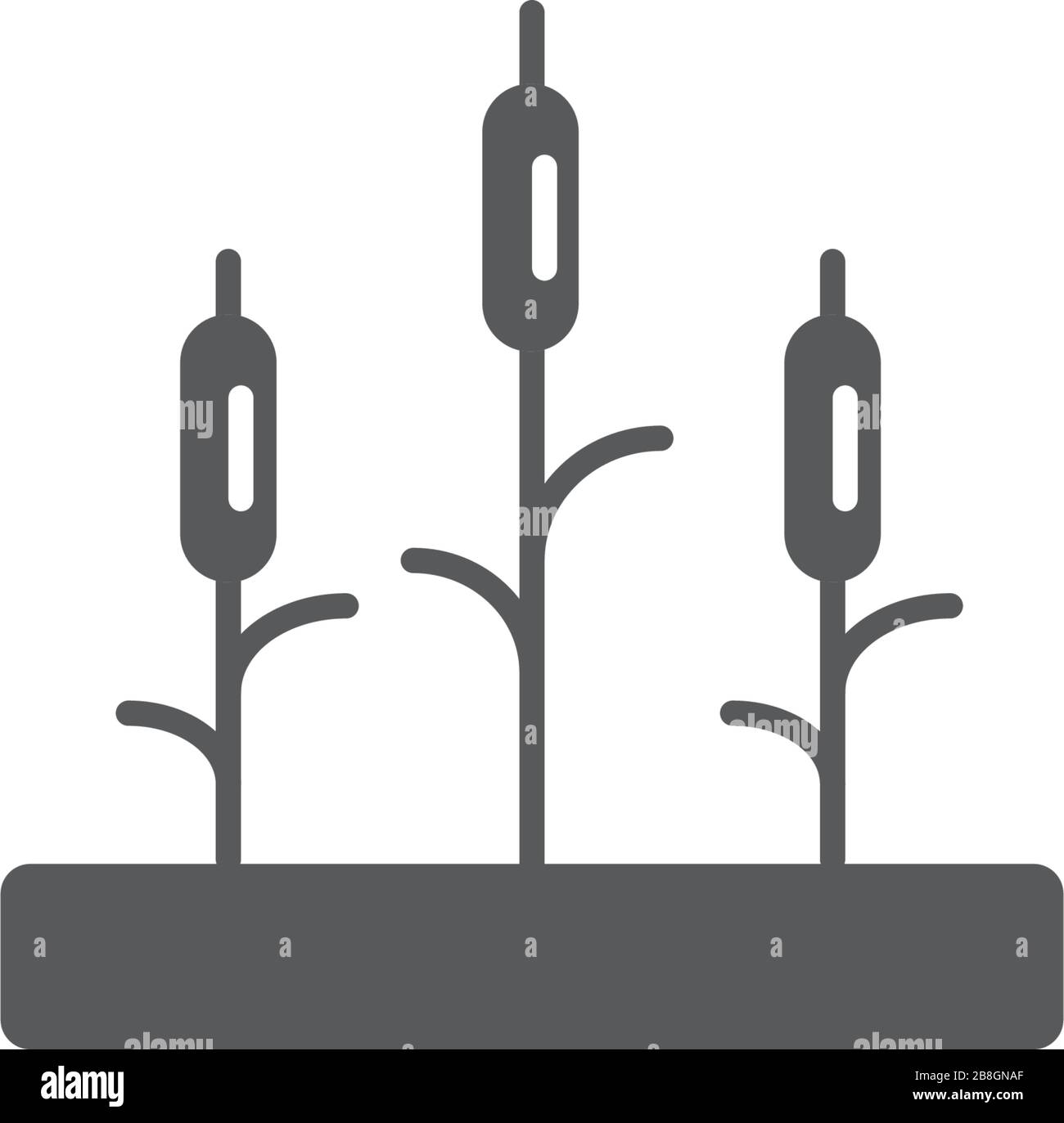 Reeds plant vector icon isolated on white background Stock Vector Image & Art - Alamy