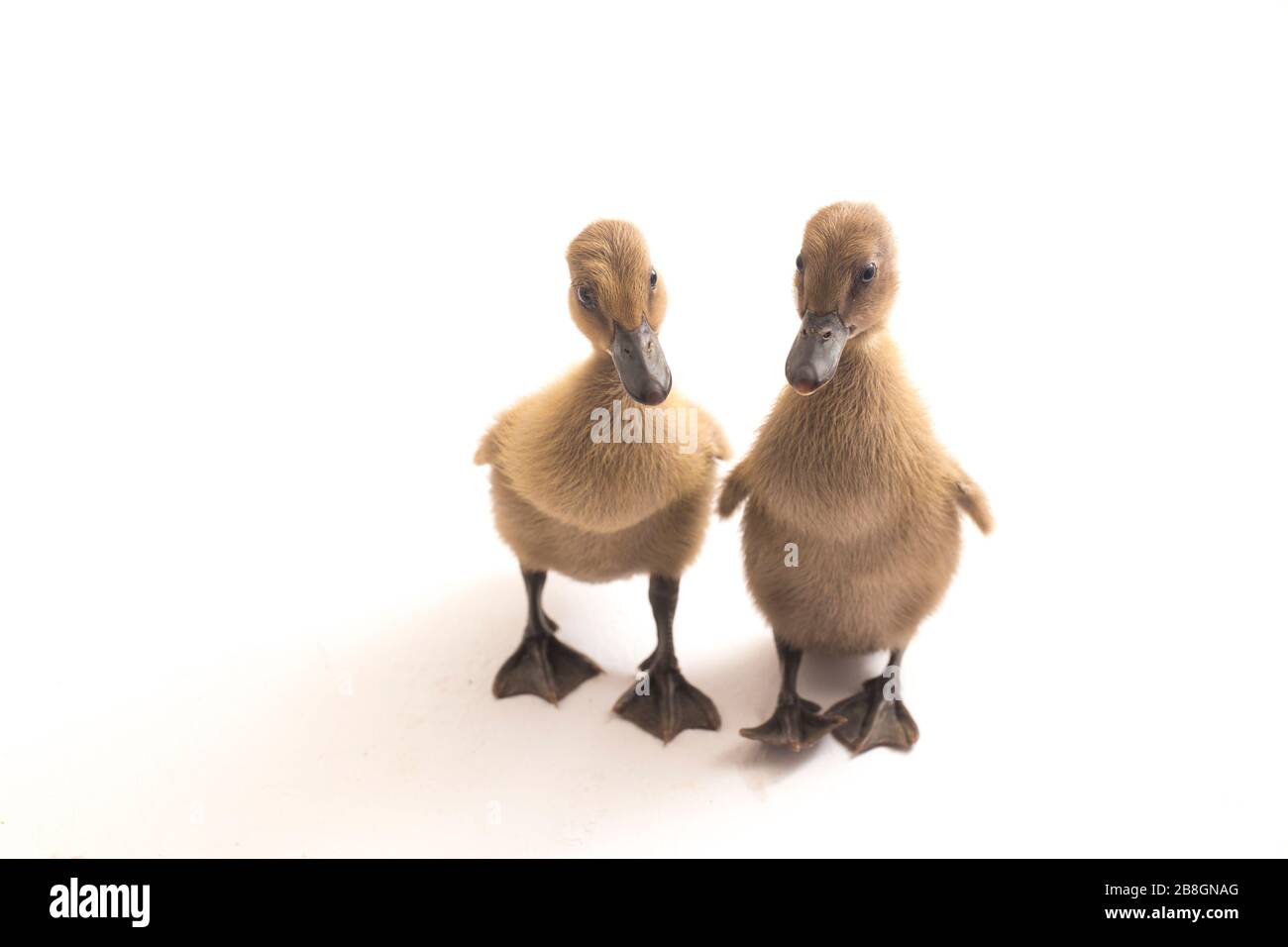 Two ducklings ( indian runner duck) isolated on a white background ...