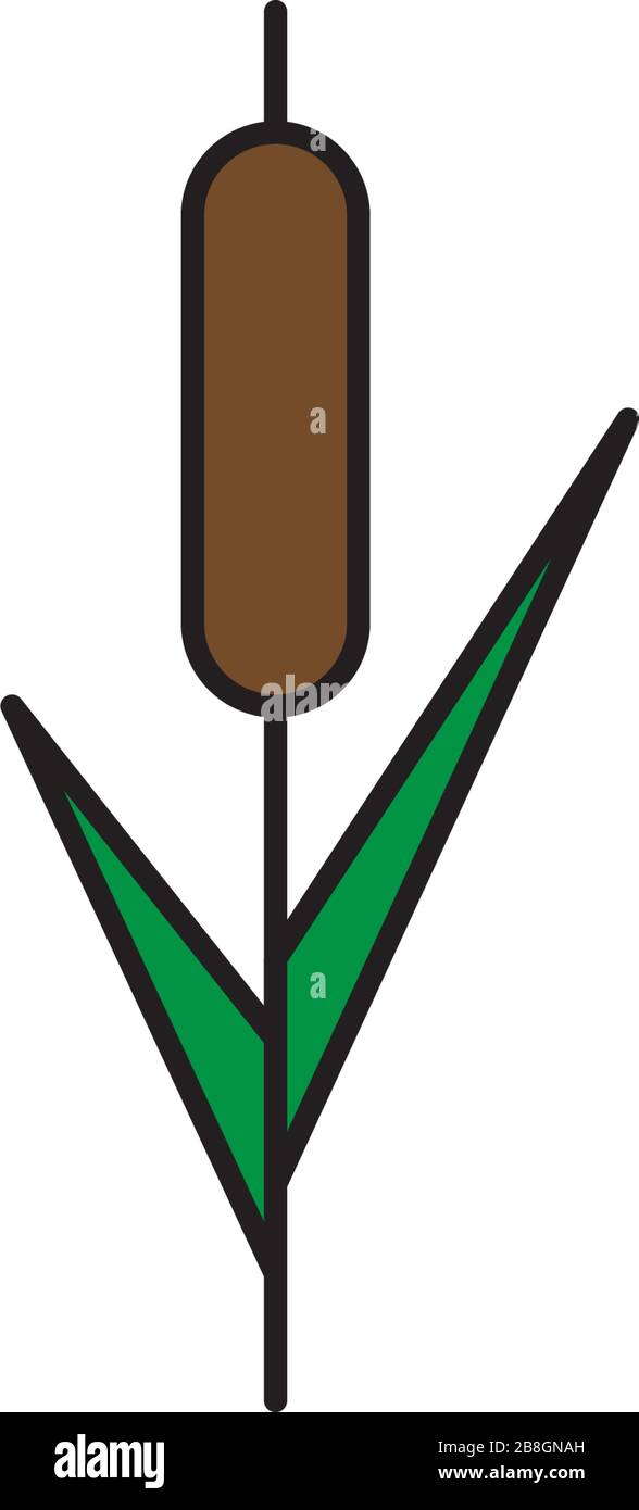 Reeds plant vector icon isolated on white background Stock Vector Image & Art - Alamy