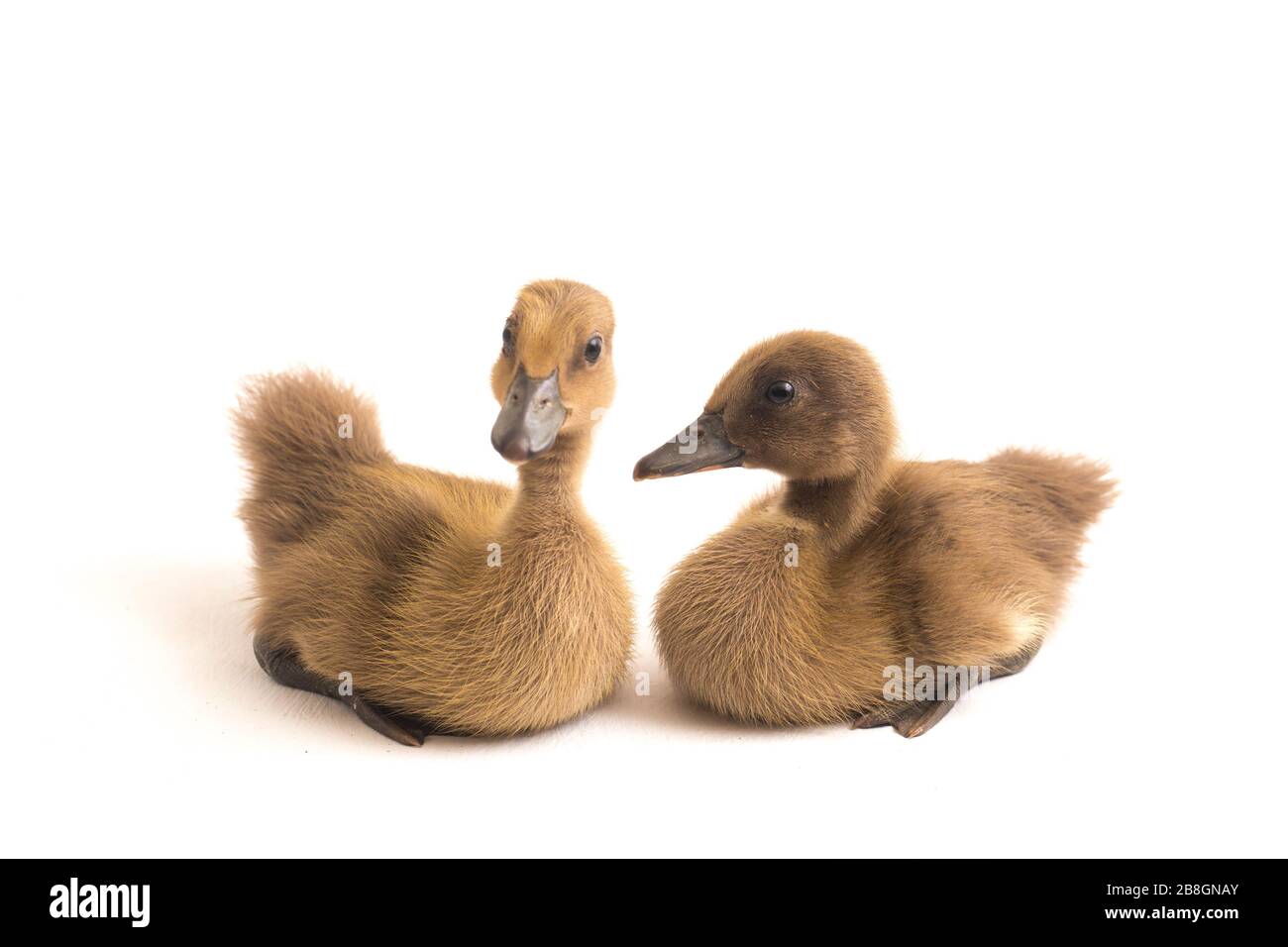 Two ducklings ( indian runner duck) isolated on a white background ...