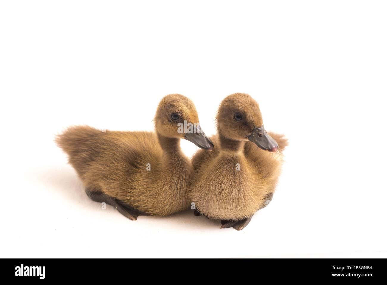 Two ducklings ( indian runner duck) isolated on a white background ...