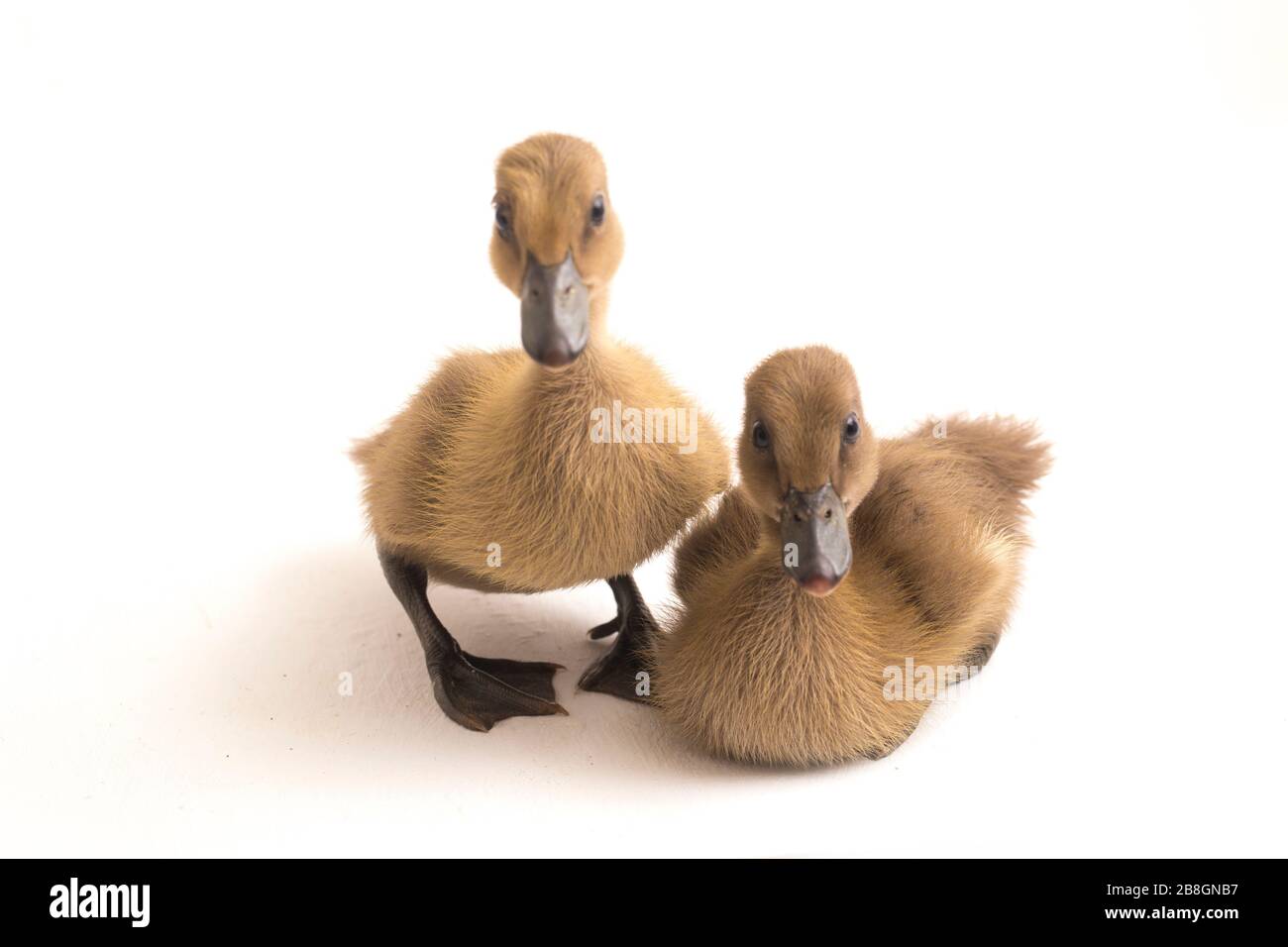 Two ducklings ( indian runner duck) isolated on a white background ...