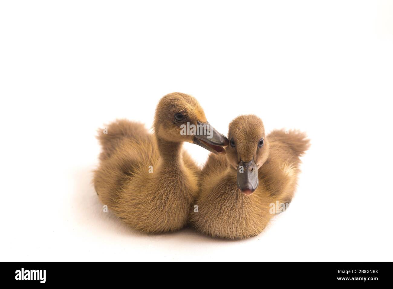 Two ducklings ( indian runner duck) isolated on a white background ...