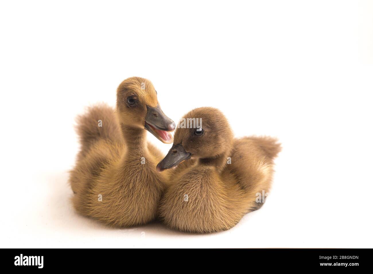 Two ducklings ( indian runner duck) isolated on a white background ...
