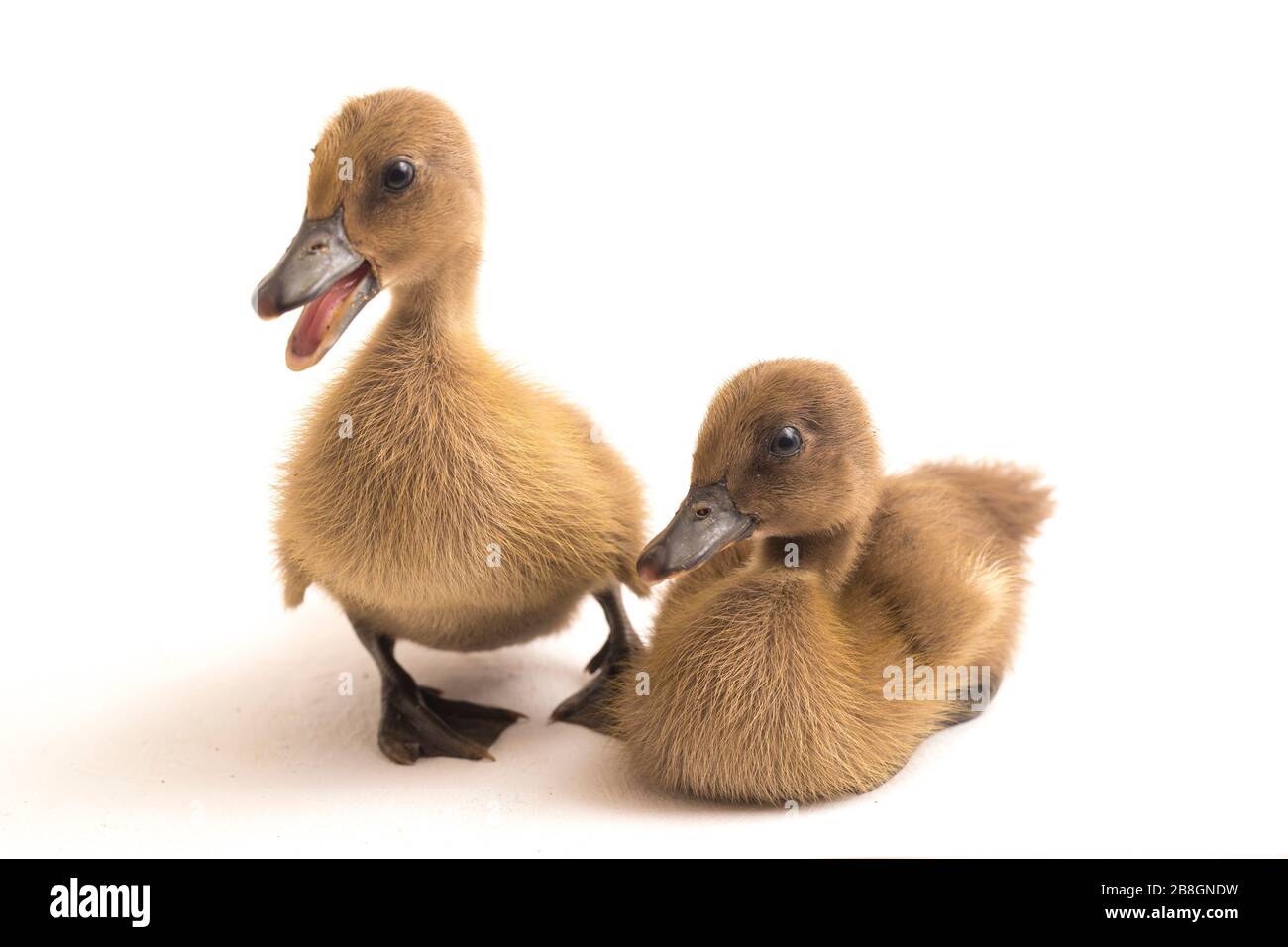 Two ducklings ( indian runner duck) isolated on a white background ...