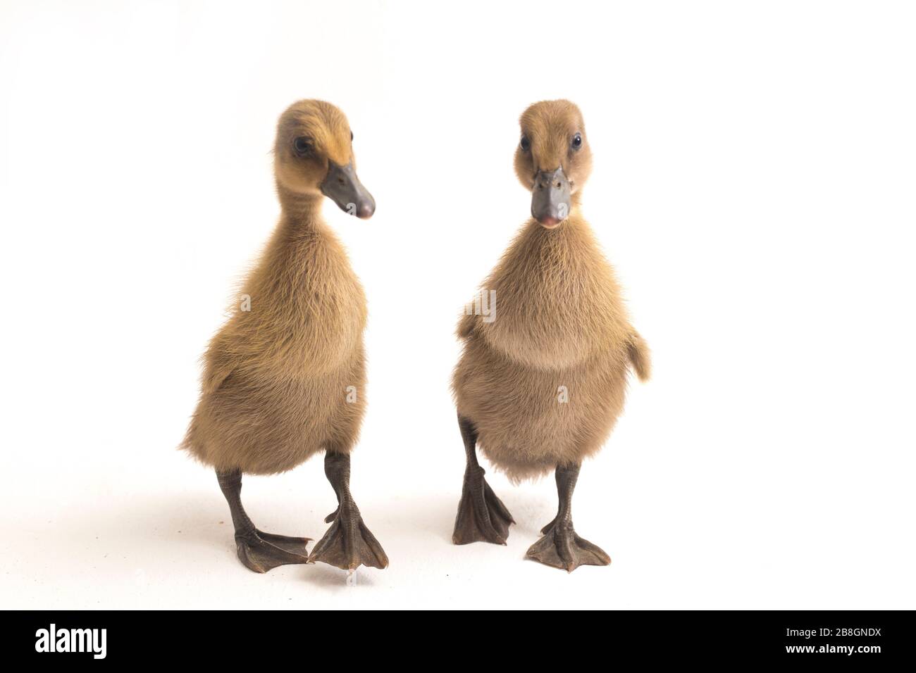 Two ducklings ( indian runner duck) isolated on a white background ...