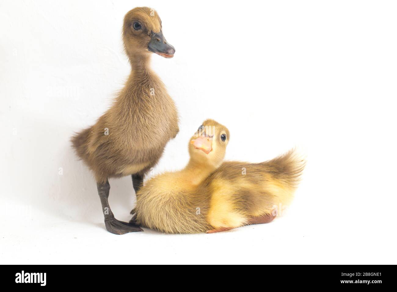 Two ducklings ( indian runner duck) isolated on a white background ...