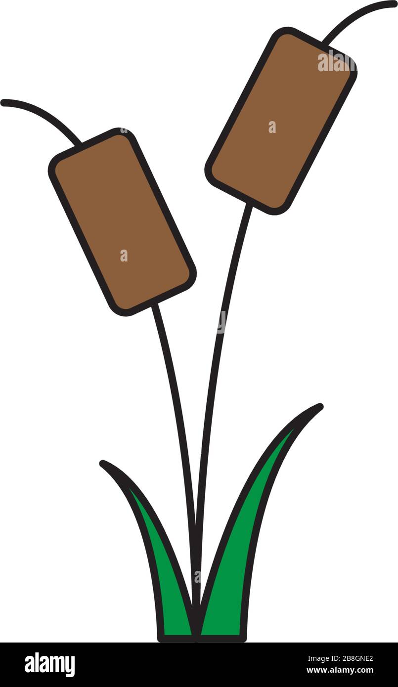 Reeds plant vector icon isolated on white background Stock Vector Image & Art - Alamy