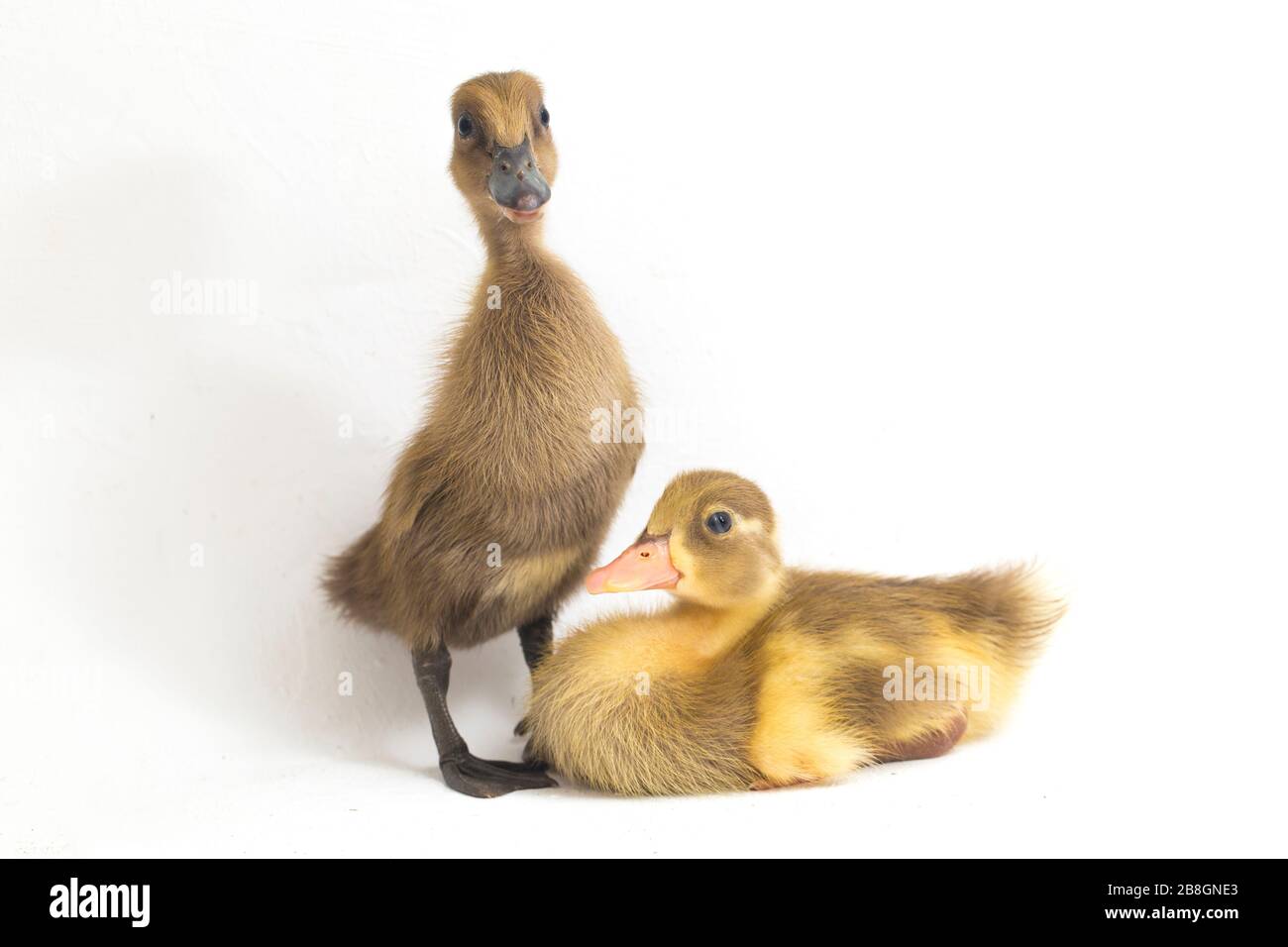 Two ducklings ( indian runner duck) isolated on a white background ...