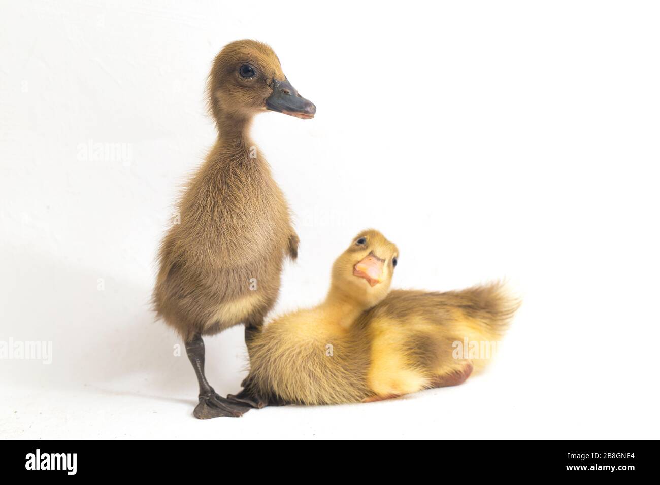 Two ducklings ( indian runner duck) isolated on a white background ...