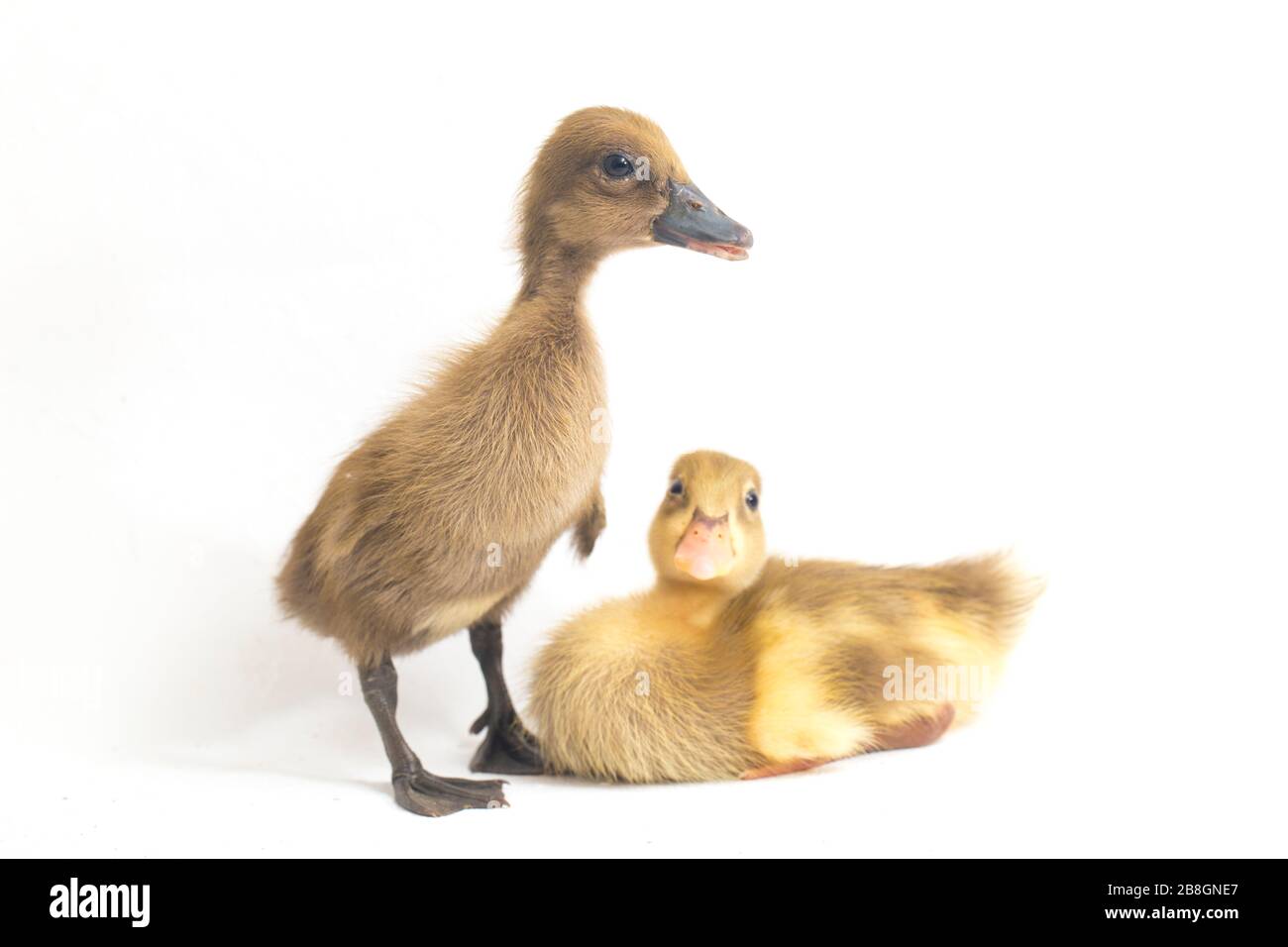 Two ducklings ( indian runner duck) isolated on a white background ...