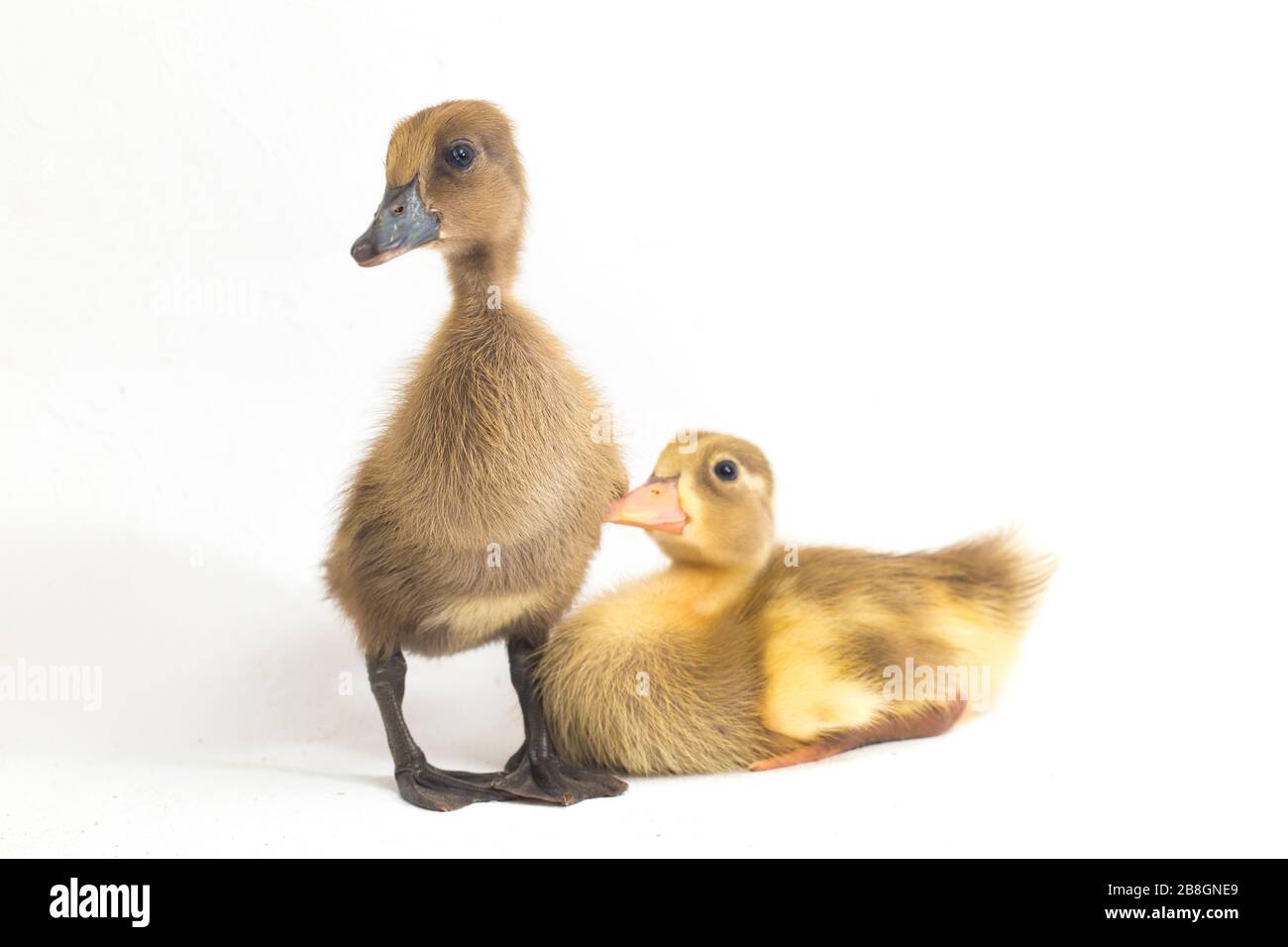 Two ducklings ( indian runner duck) isolated on a white background ...