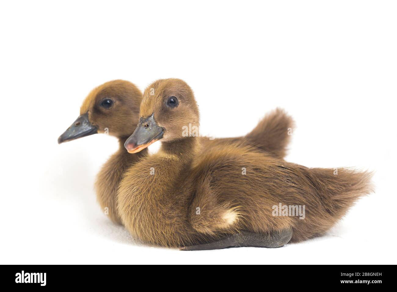Two ducklings ( indian runner duck) isolated on a white background ...