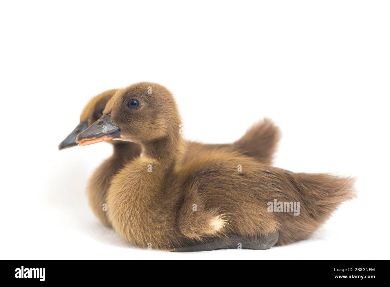 Two ducklings ( indian runner duck) isolated on a white background ...
