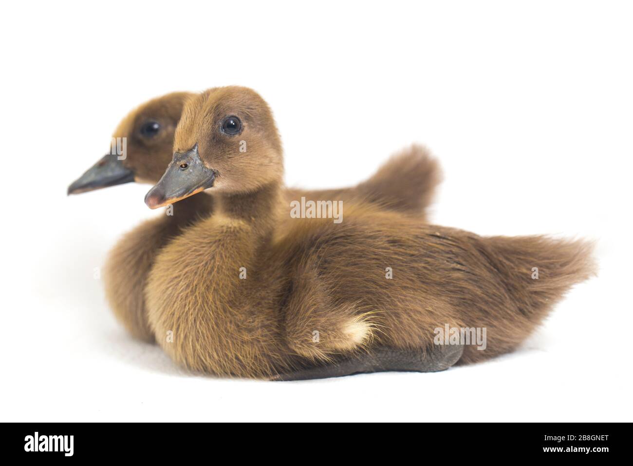 Two ducklings ( indian runner duck) isolated on a white background ...
