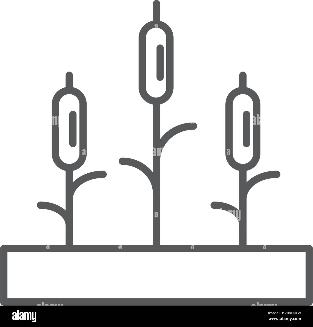 Reeds plant vector icon isolated on white background Stock Vector Image ...