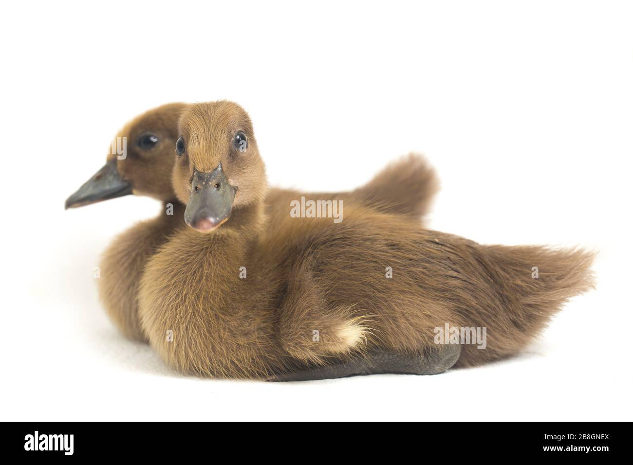 Two ducklings ( indian runner duck) isolated on a white background ...