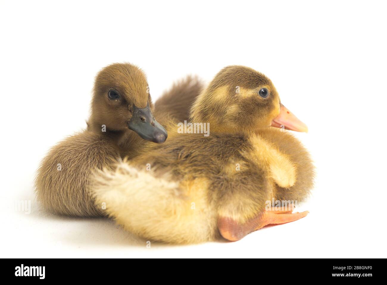 Two ducklings ( indian runner duck) isolated on a white background ...