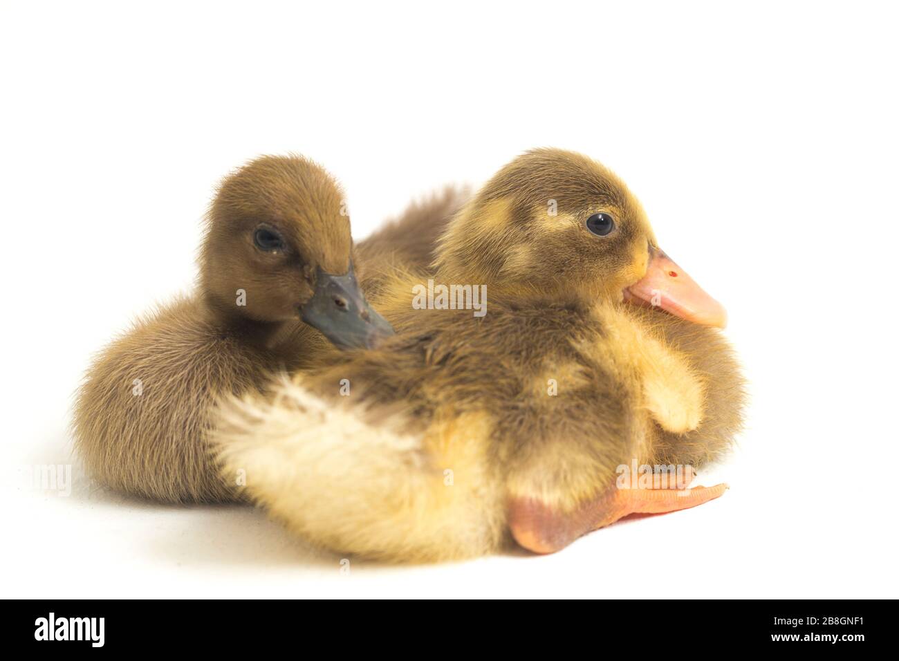 Two ducklings ( indian runner duck) isolated on a white background ...