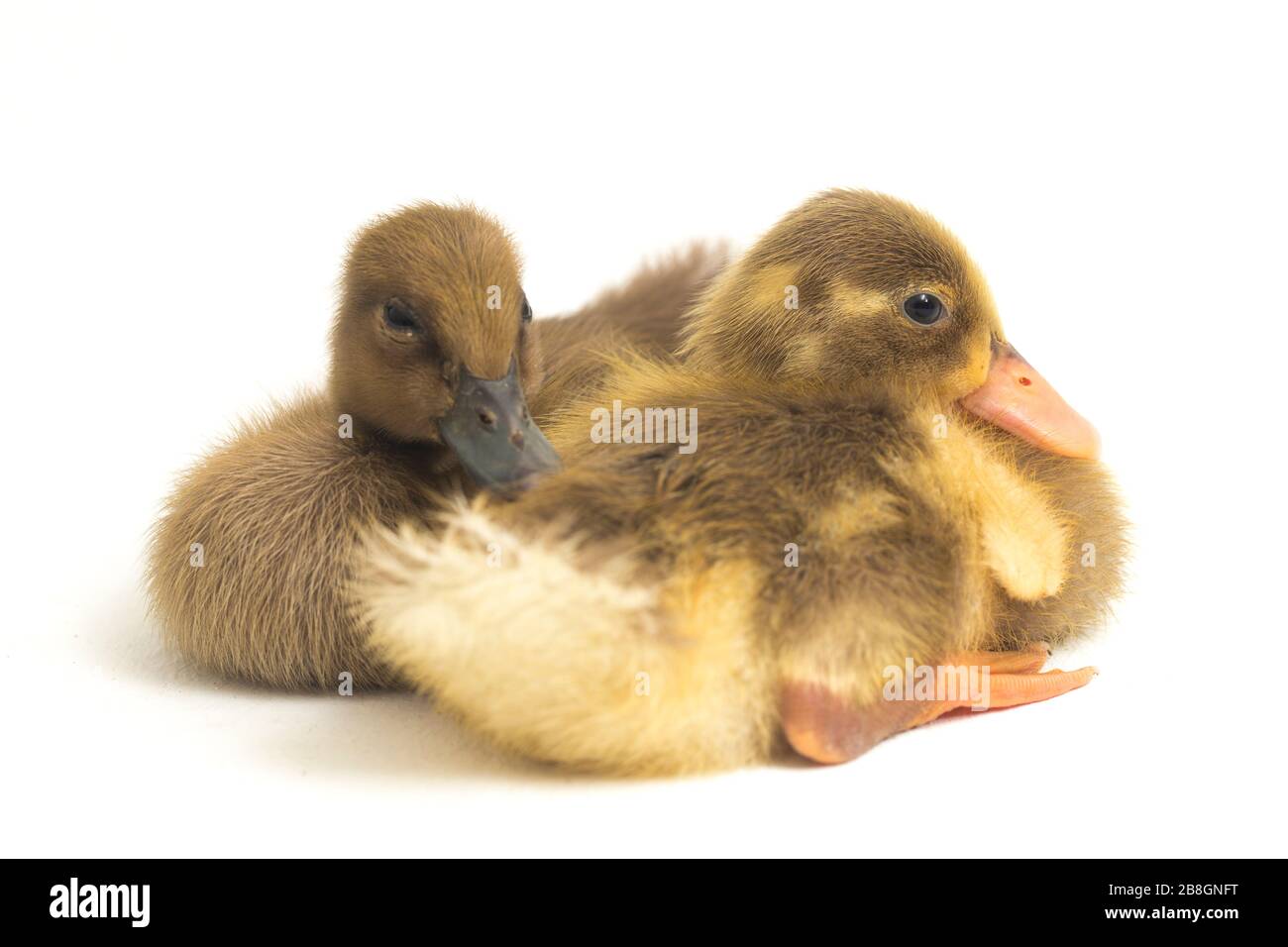 Two ducklings ( indian runner duck) isolated on a white background ...