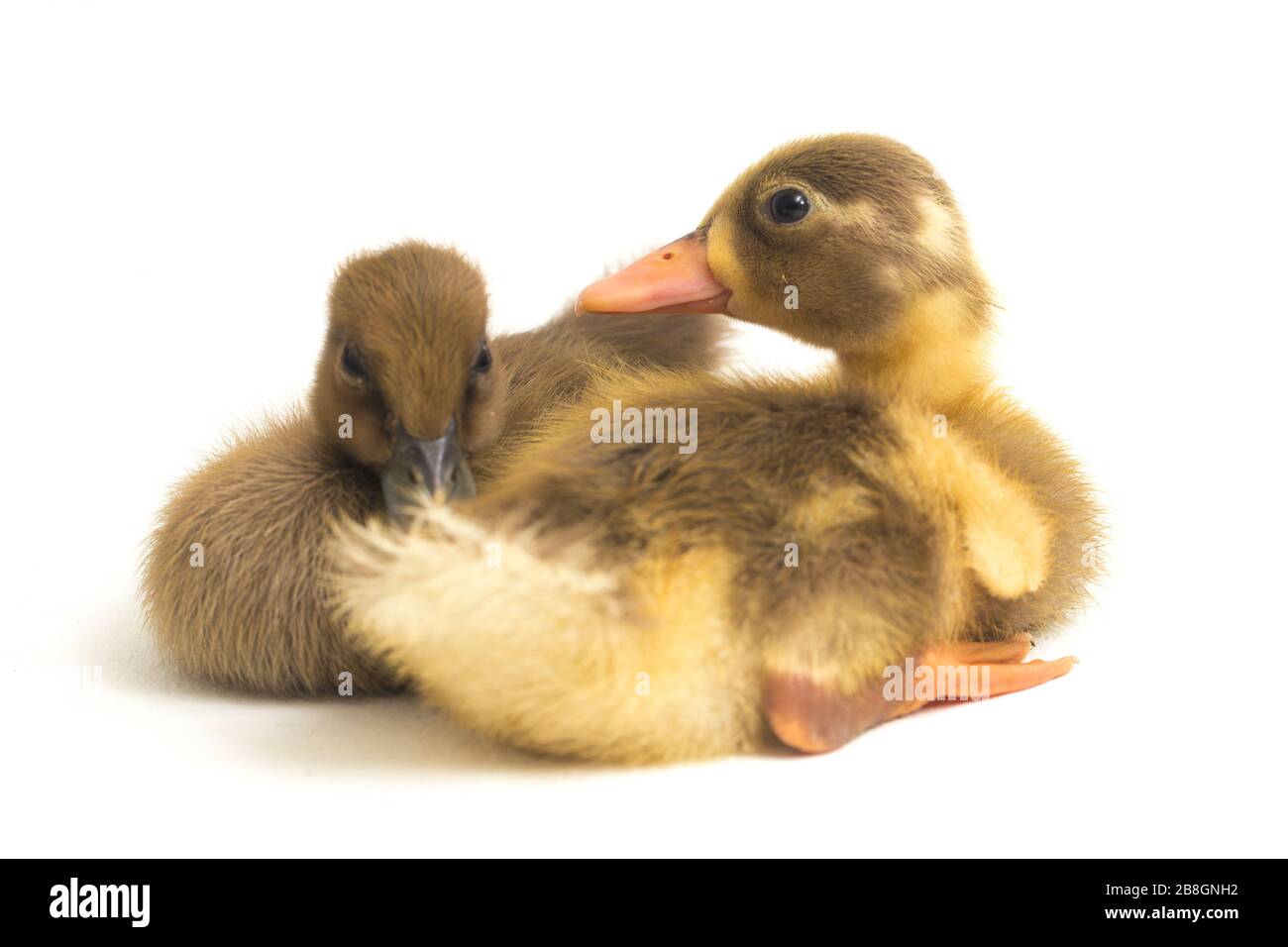 Two ducklings ( indian runner duck) isolated on a white background ...