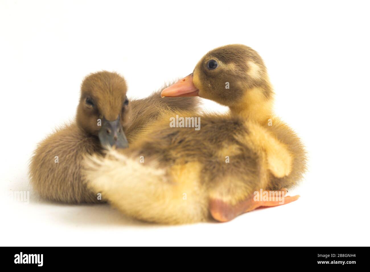 Two ducklings ( indian runner duck) isolated on a white background ...