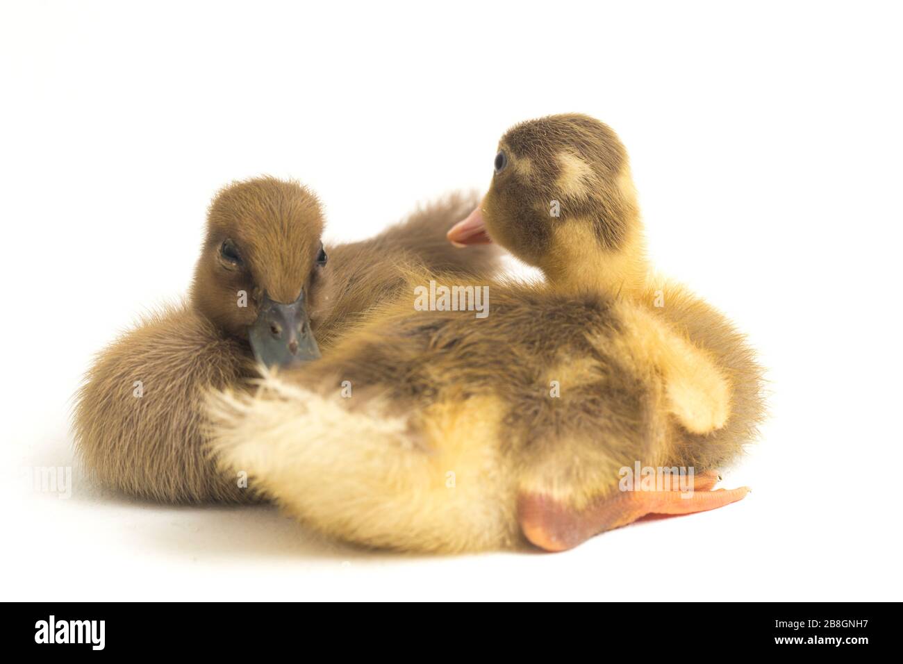 Two ducklings ( indian runner duck) isolated on a white background ...