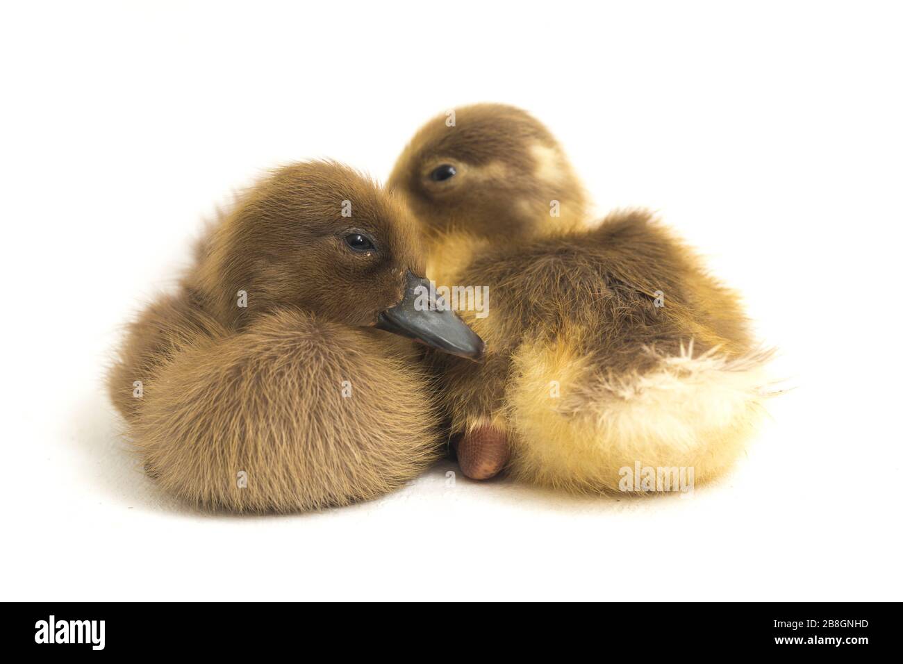 Two ducklings ( indian runner duck) isolated on a white background ...