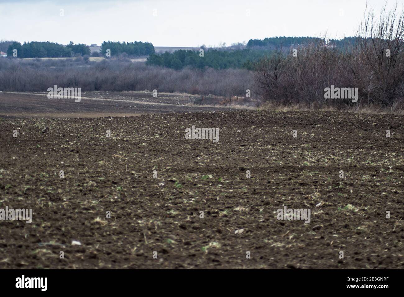 Freshly plowed virgin field, natural background with trees on the back ...