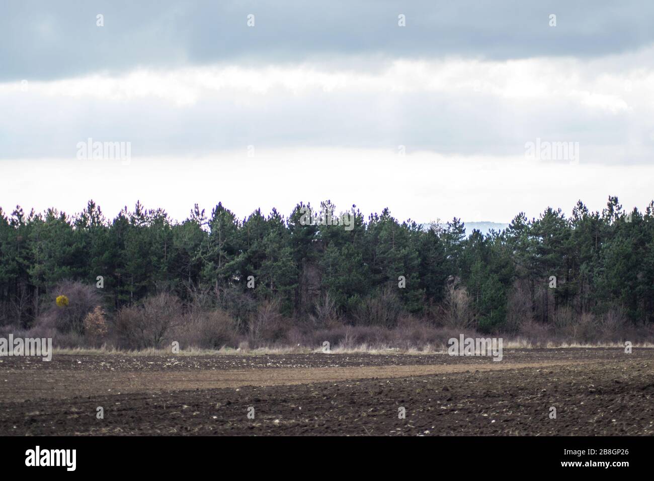 Freshly plowed virgin field, natural background with trees on the back ...