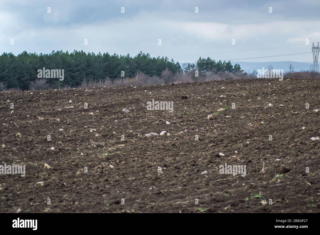Freshly plowed virgin field, natural background with trees on the back ...