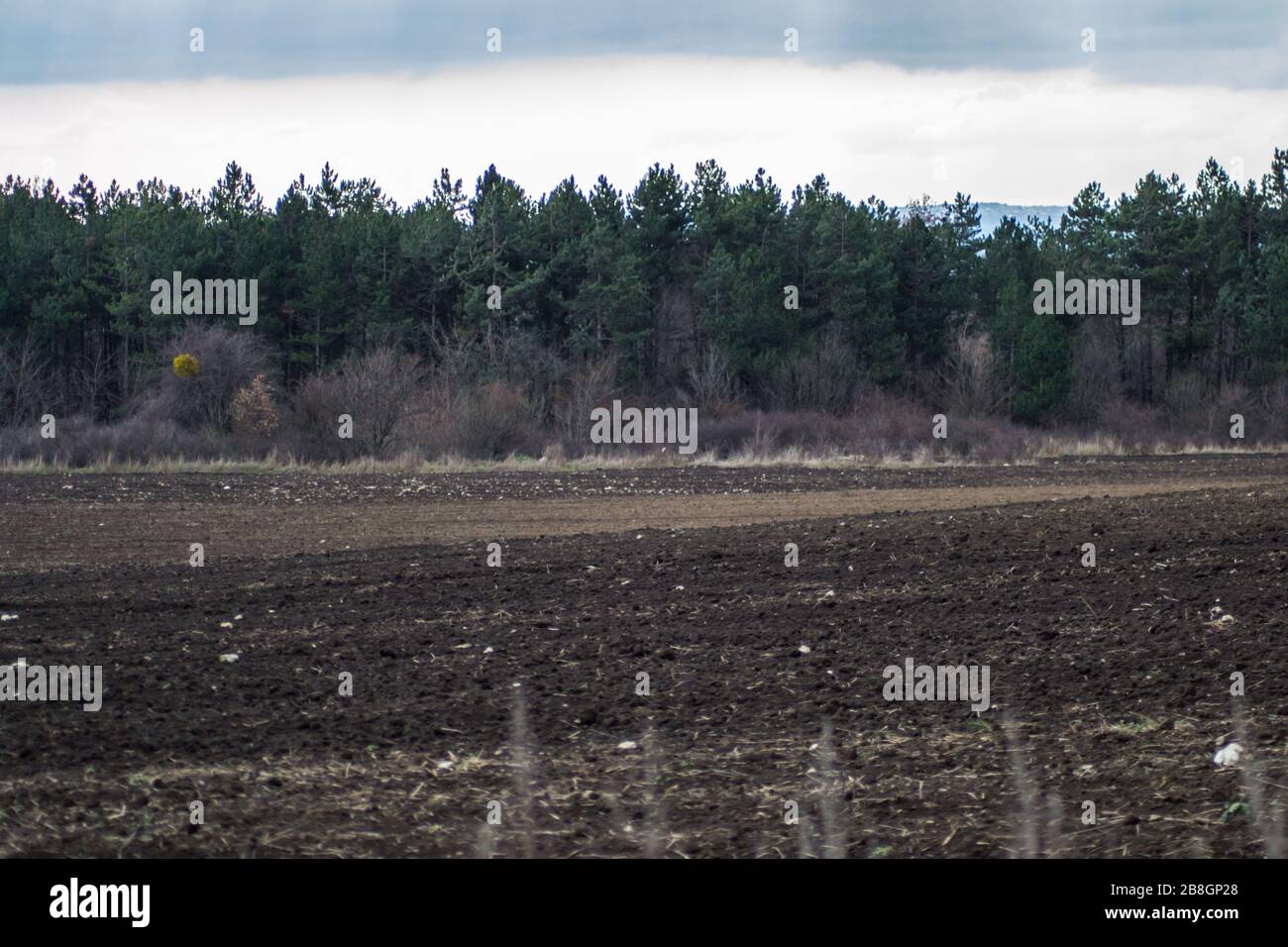 Freshly plowed virgin field, natural background with trees on the back ...