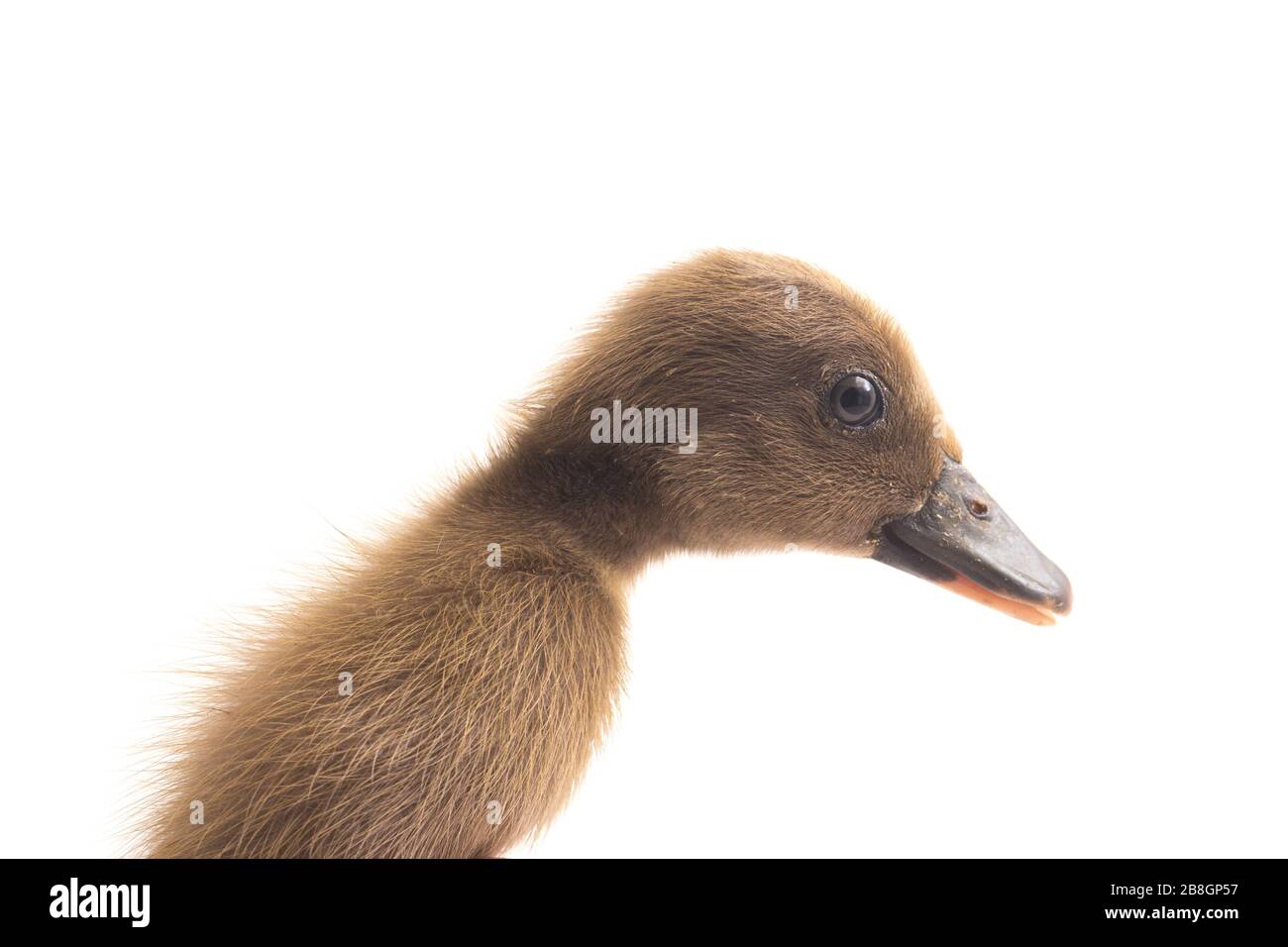 Cute Duckling ( indian runner duck) isolated on a white background ...