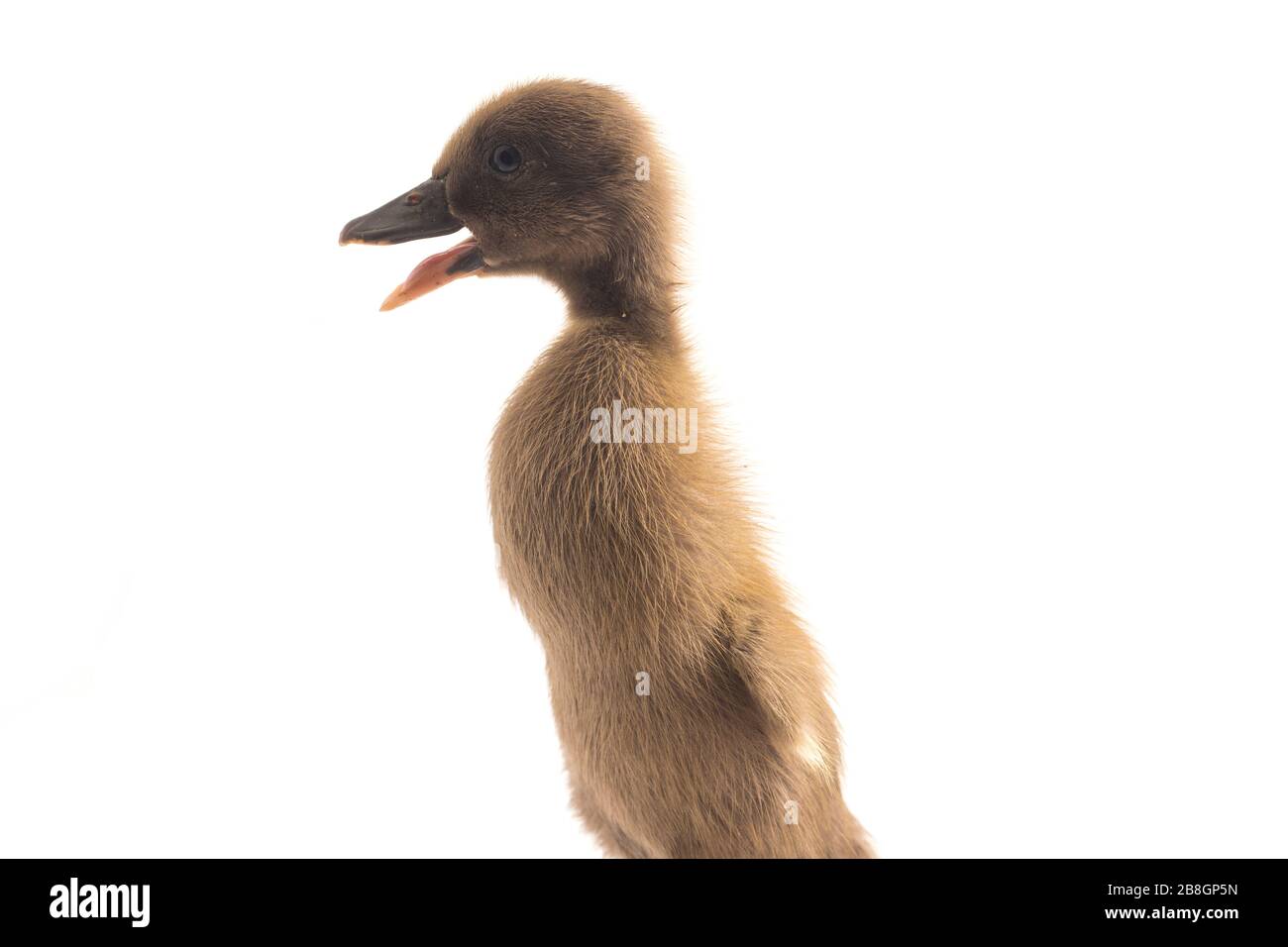 Cute Duckling ( indian runner duck) isolated on a white background ...