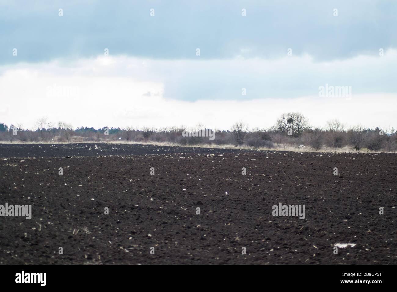 Freshly plowed virgin field, natural background with trees on the back ...
