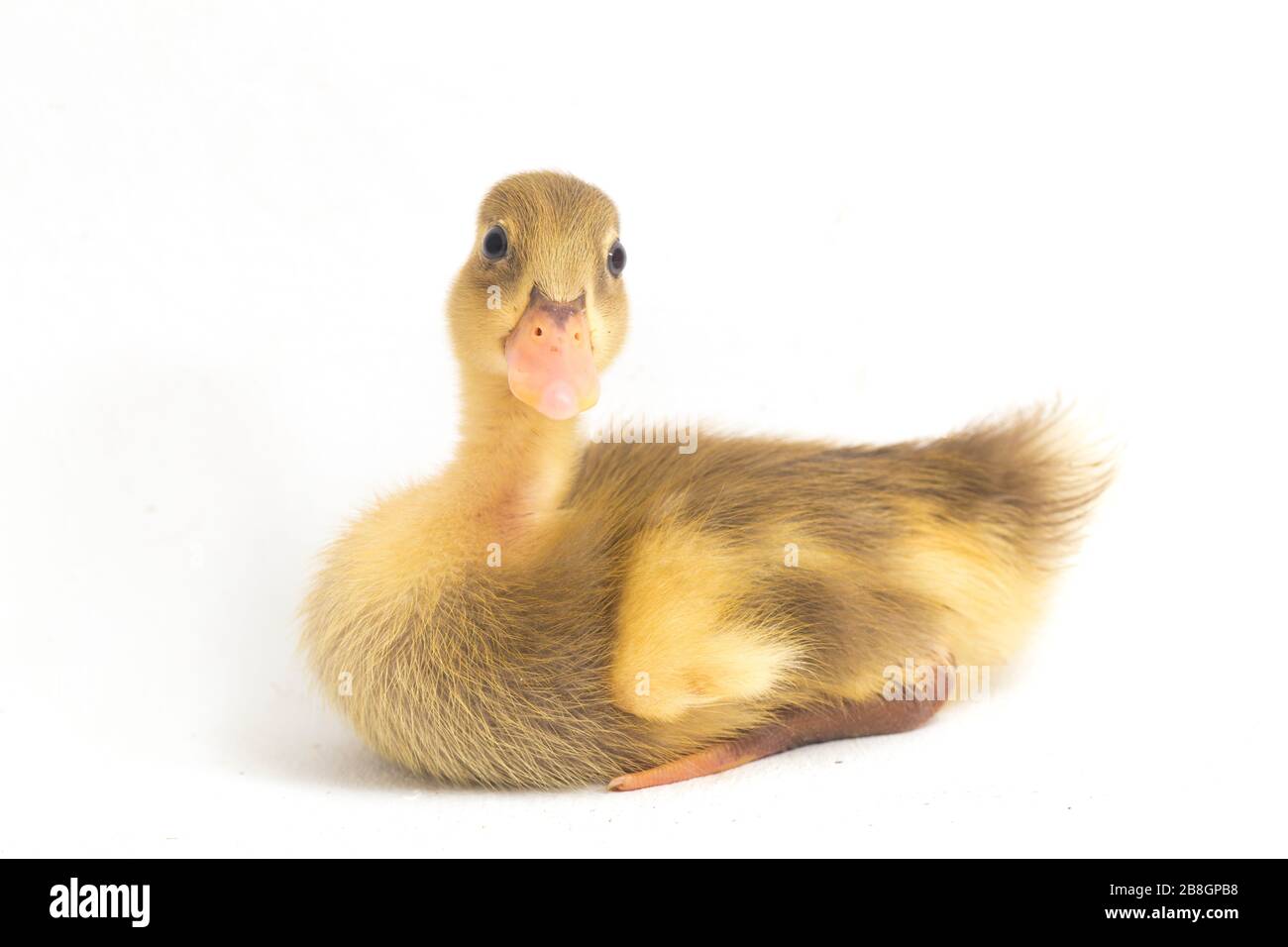 Cute Duckling ( indian runner duck) isolated on a white background ...