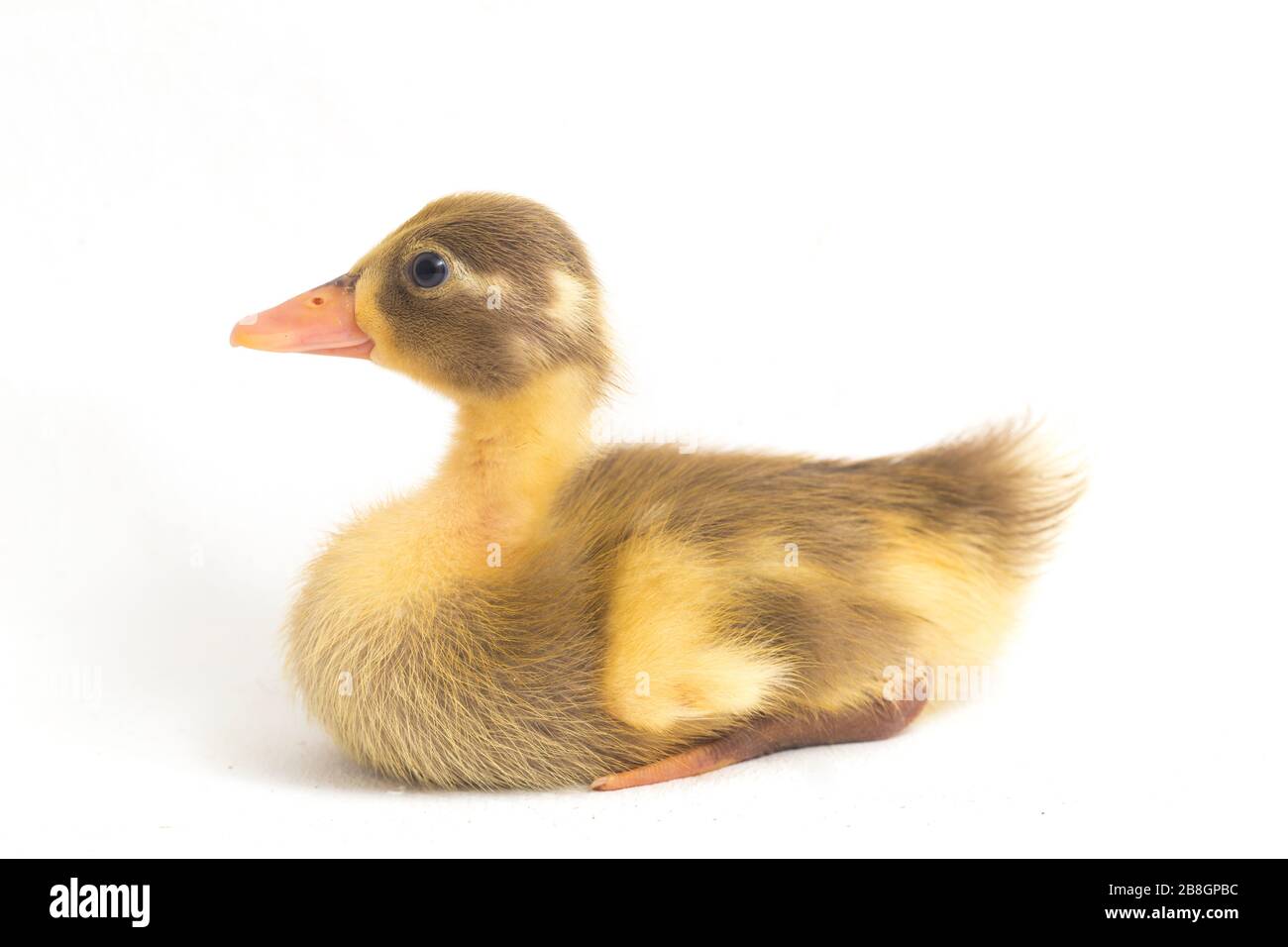 Cute Duckling ( indian runner duck) isolated on a white background ...