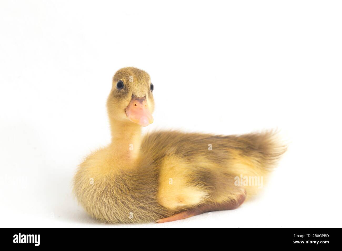 Cute Duckling ( indian runner duck) isolated on a white background ...