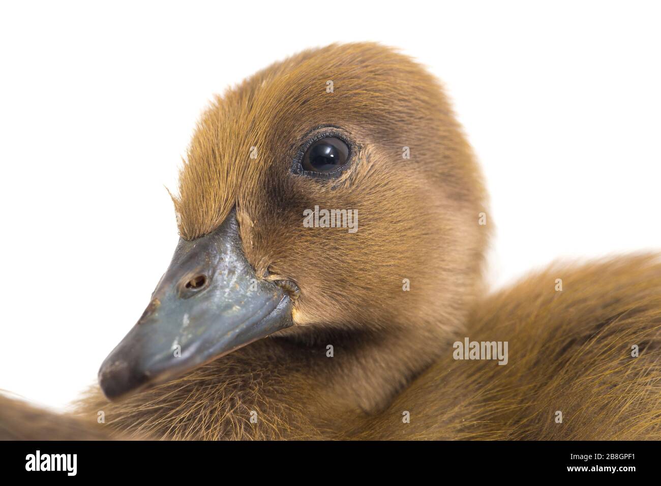 Cute Duckling ( indian runner duck) isolated on a white background ...
