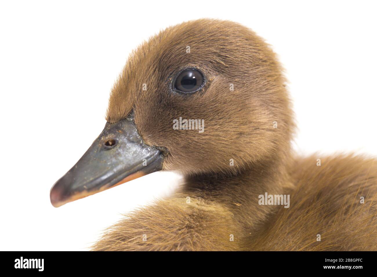 Cute Duckling ( indian runner duck) isolated on a white background ...
